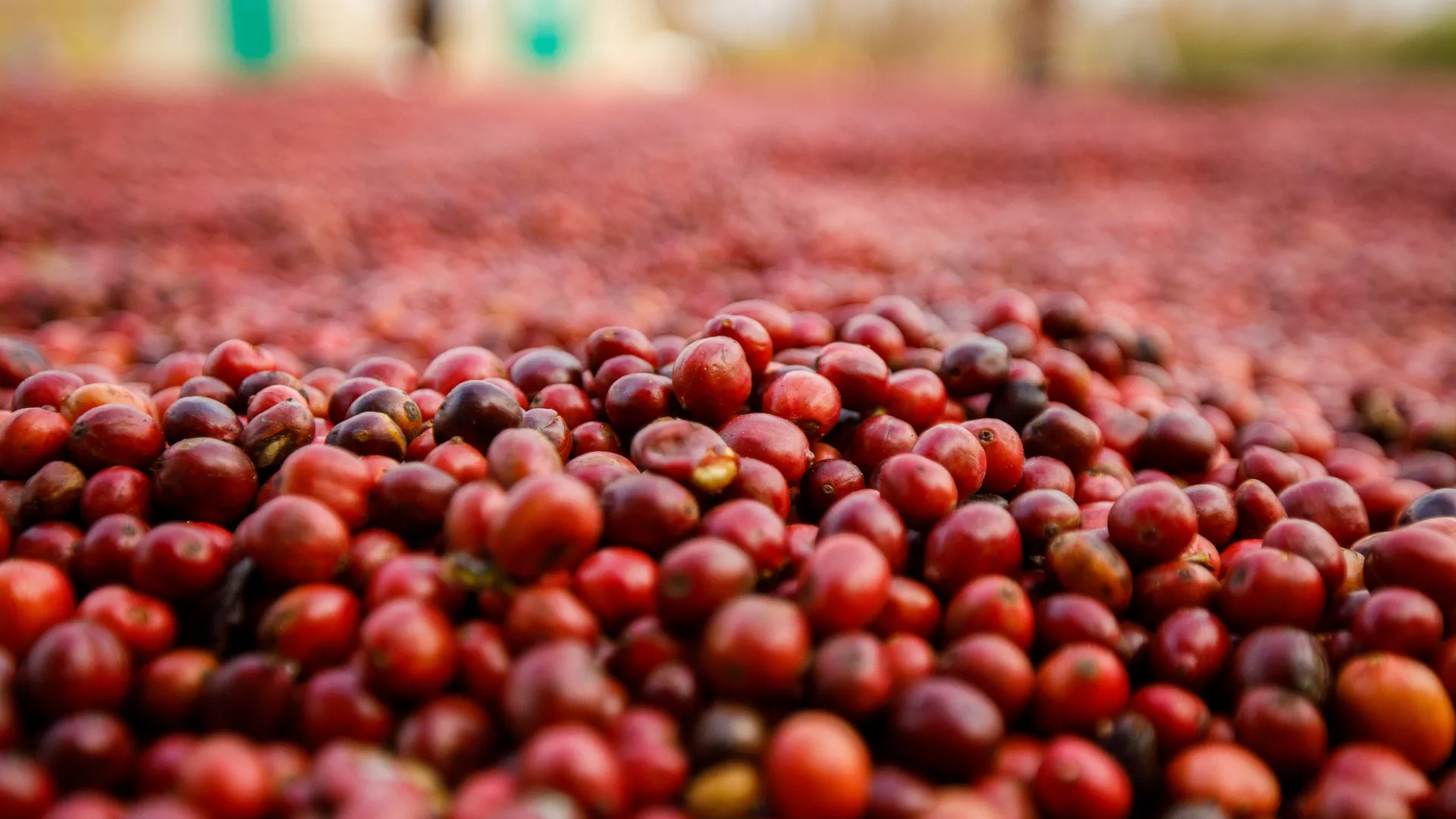 What is Single Origin Coffee? A Beginners Guide | Love Koffi